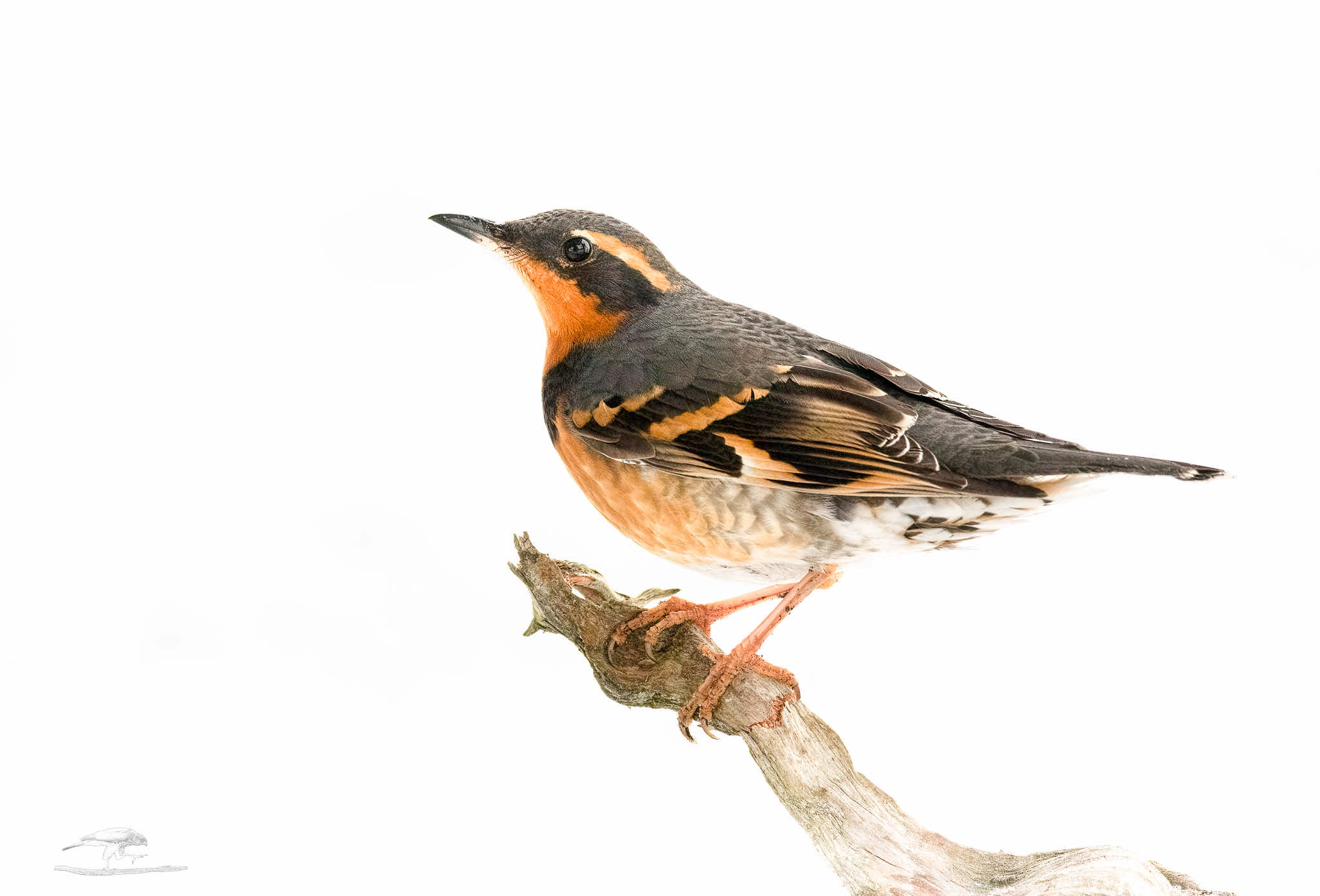 High Key, Low Key – November 2022 | Olympia Camera Club