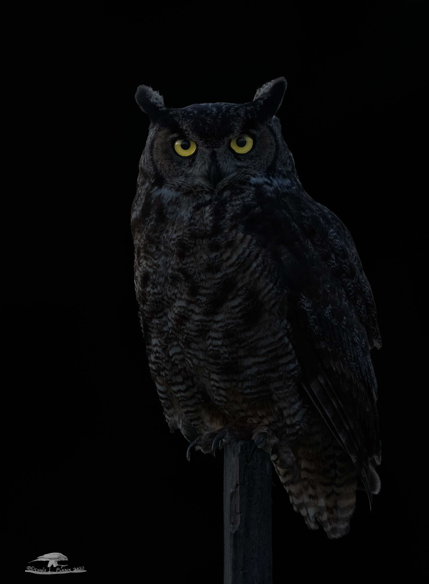 High Key, Low Key – November 2022 | Olympia Camera Club